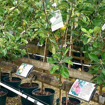 Gardeners Advice - Blog | Riverside Garden Centre