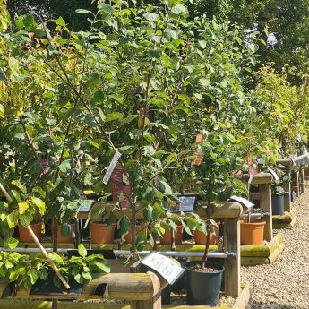 Gardeners Advice - Blog | Riverside Garden Centre